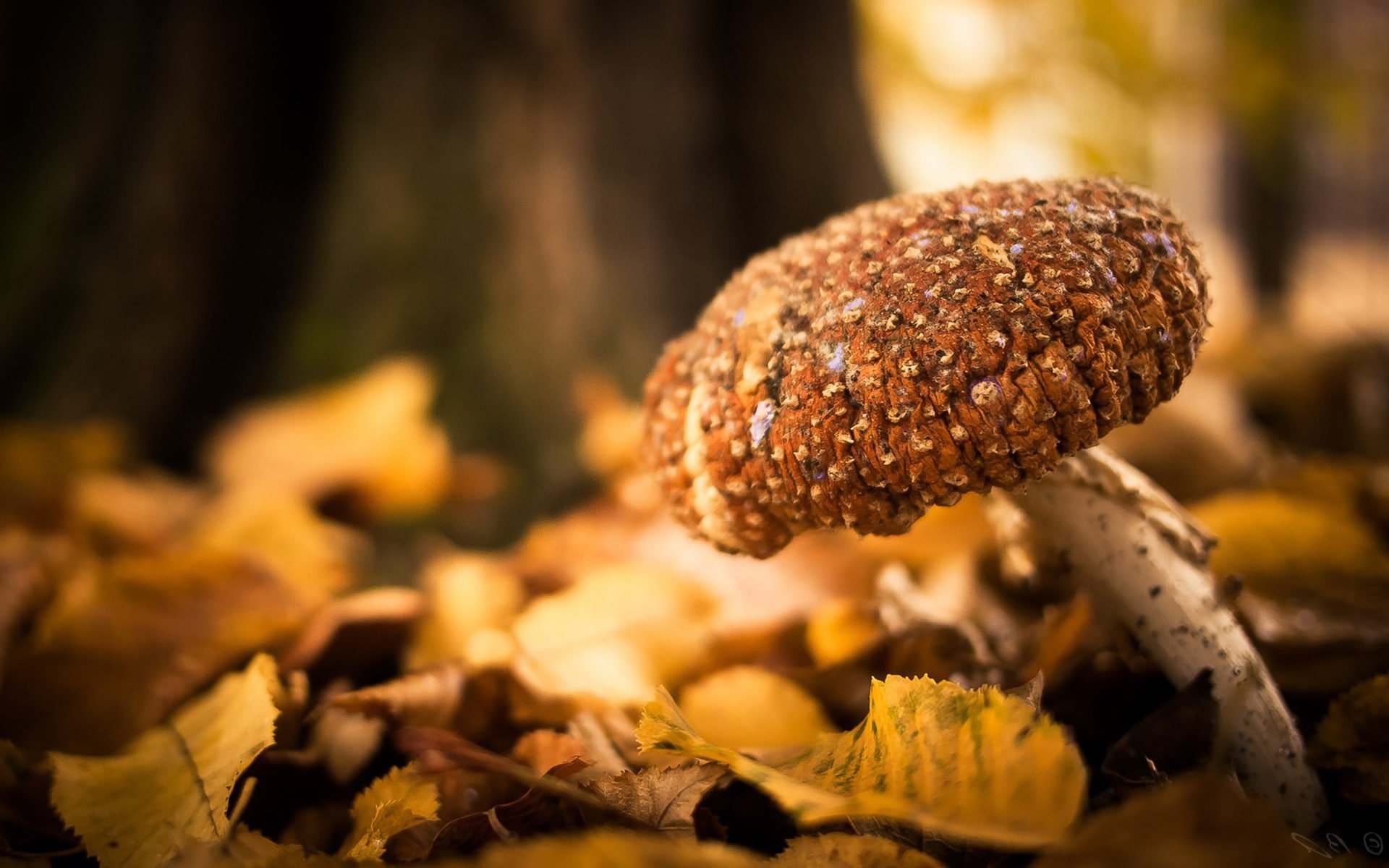 The Best Canadian Mushroom Seed Banks for Your Next Fungi Adventure ...