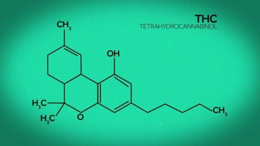 Understanding the Different Types of THC and How They Affect You ...